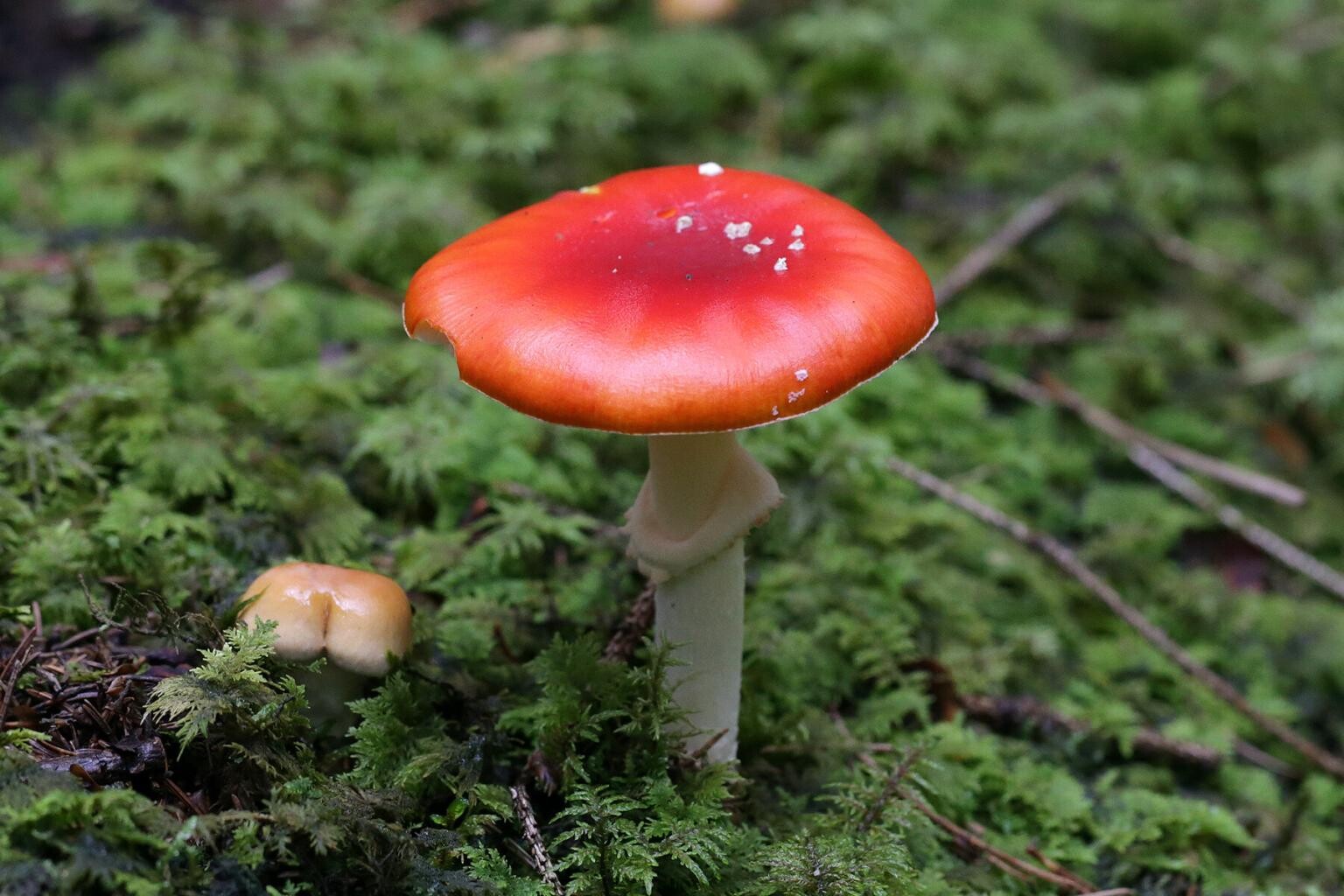 Erstaunlich Fliegenpilz Ohne Punkte Fotos