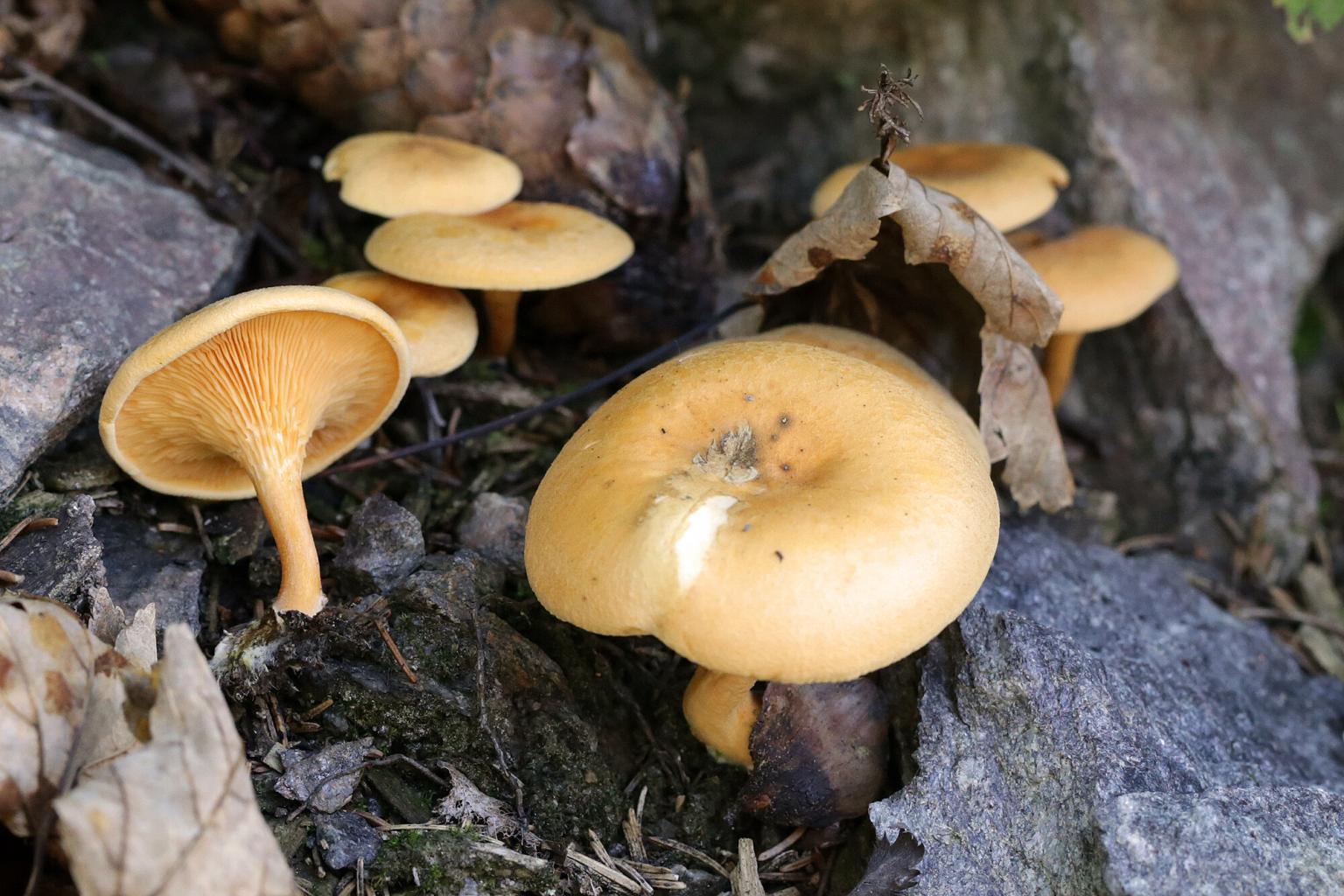 Die 11 besten Speisepilze für Anfänger