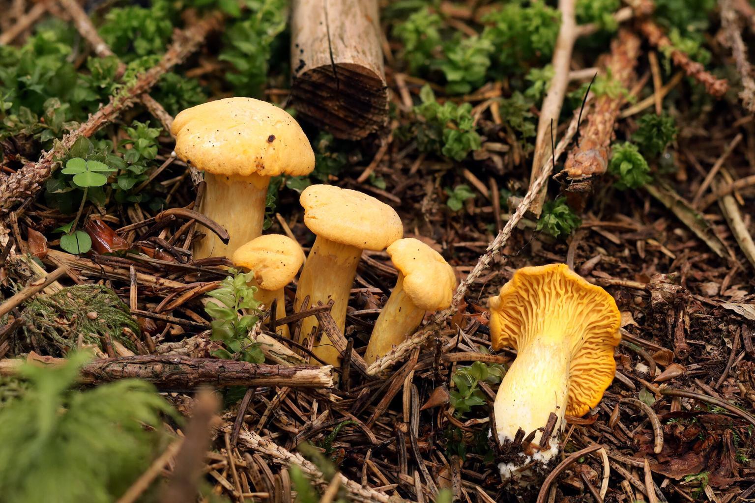 Die 11 besten Speisepilze für Anfänger