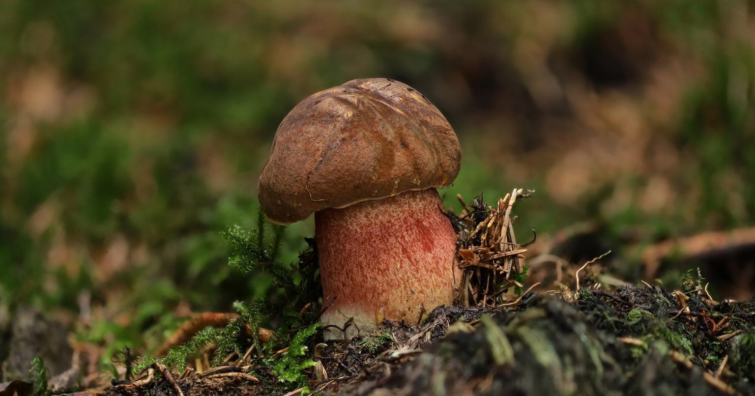 Die 11 besten Speisepilze für Anfänger